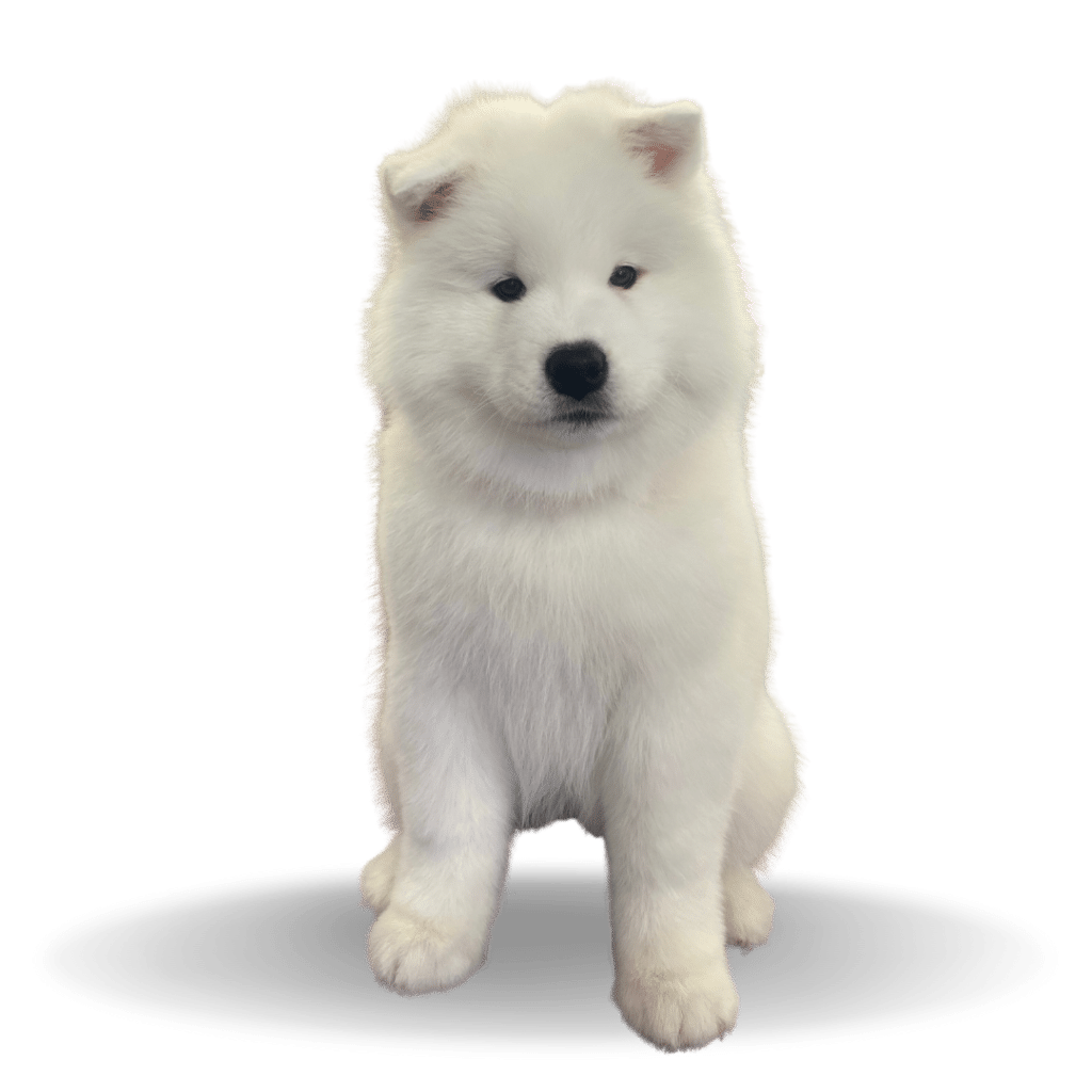 Samoyed 101 - Your Samoyed Guide