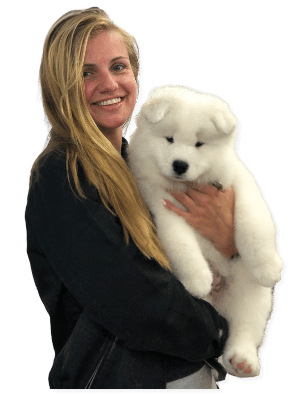 Puppy Guides - Samoyed 101